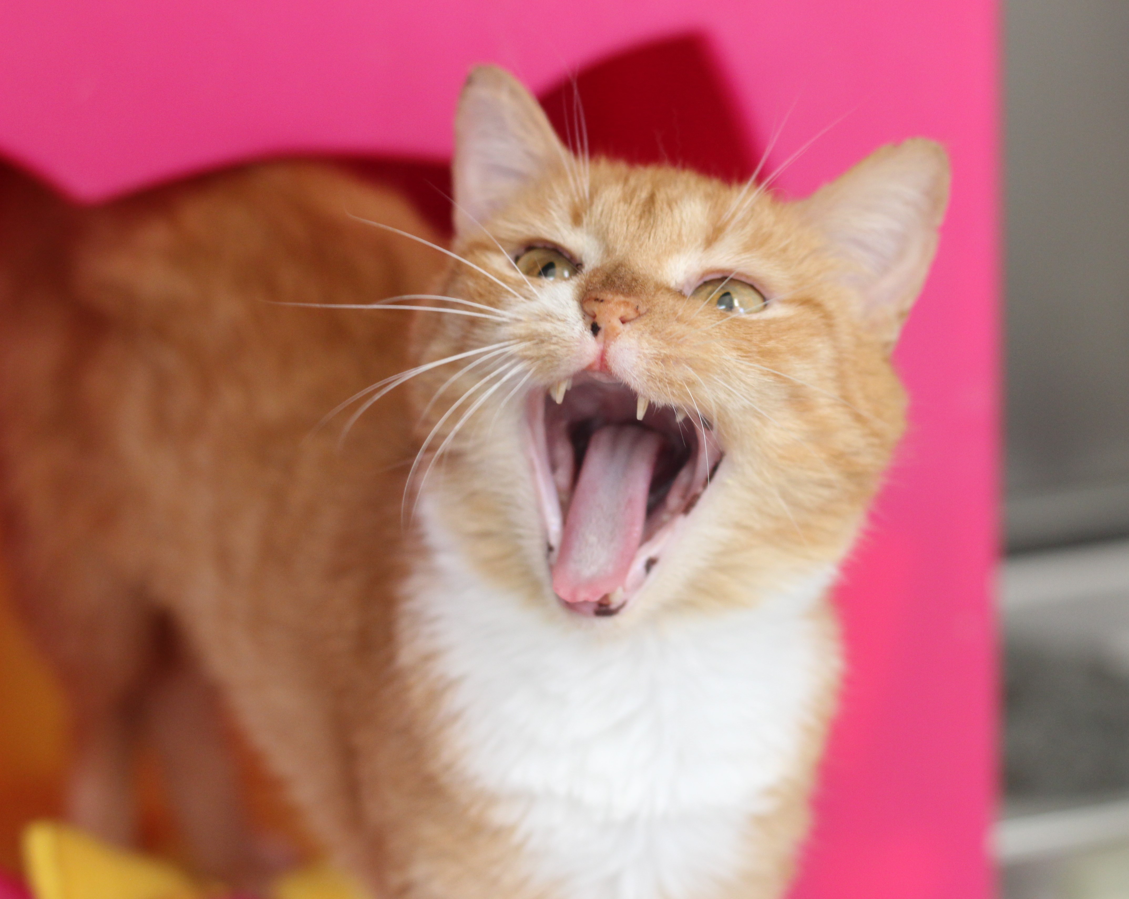 Cat Play Aggression and How to Fix It - Virtual - Bucks County SPCA